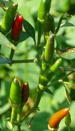 Capsicum annuum 'Demon red' | WikiGardener | Fandom