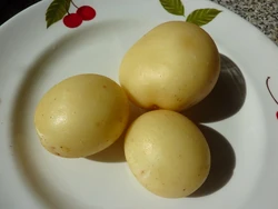 Winston | WikiGardener | Fandom