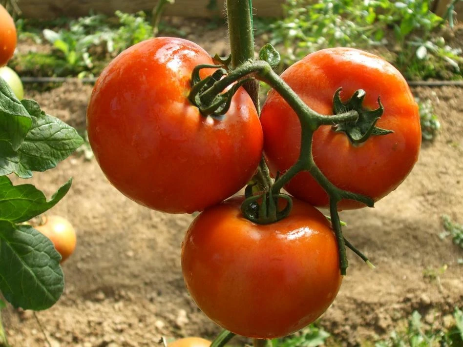 Belle | WikiGardener | Fandom