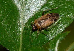 Capsid bug | WikiGardener | Fandom