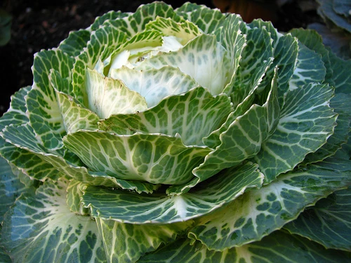Winter cabbage | WikiGardener | Fandom