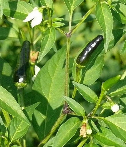 Capsicum frutescens 'Cabai burong' | WikiGardener | Fandom
