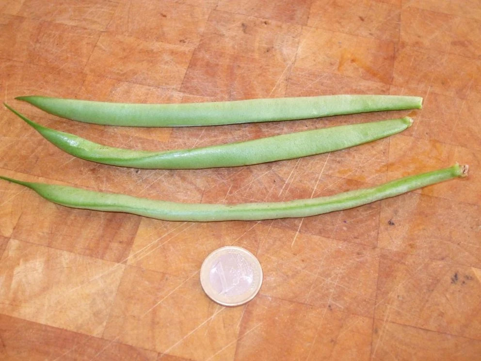 Fin de Bagnols | WikiGardener | Fandom