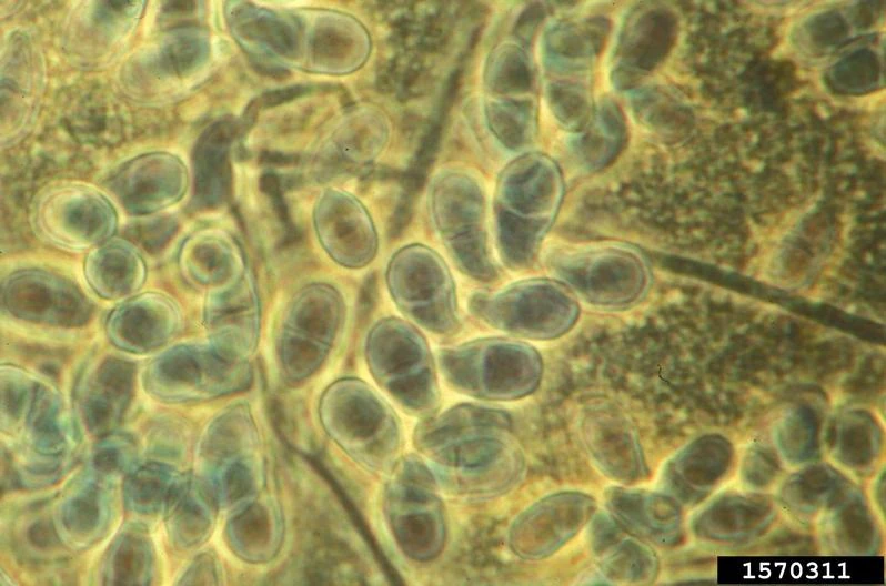 Pink mold rot | WikiGardener | Fandom