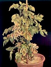 Magnesium deficiency | WikiGardener | Fandom