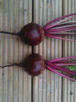 Beetroot 'Boltardy' | WikiGardener | Fandom