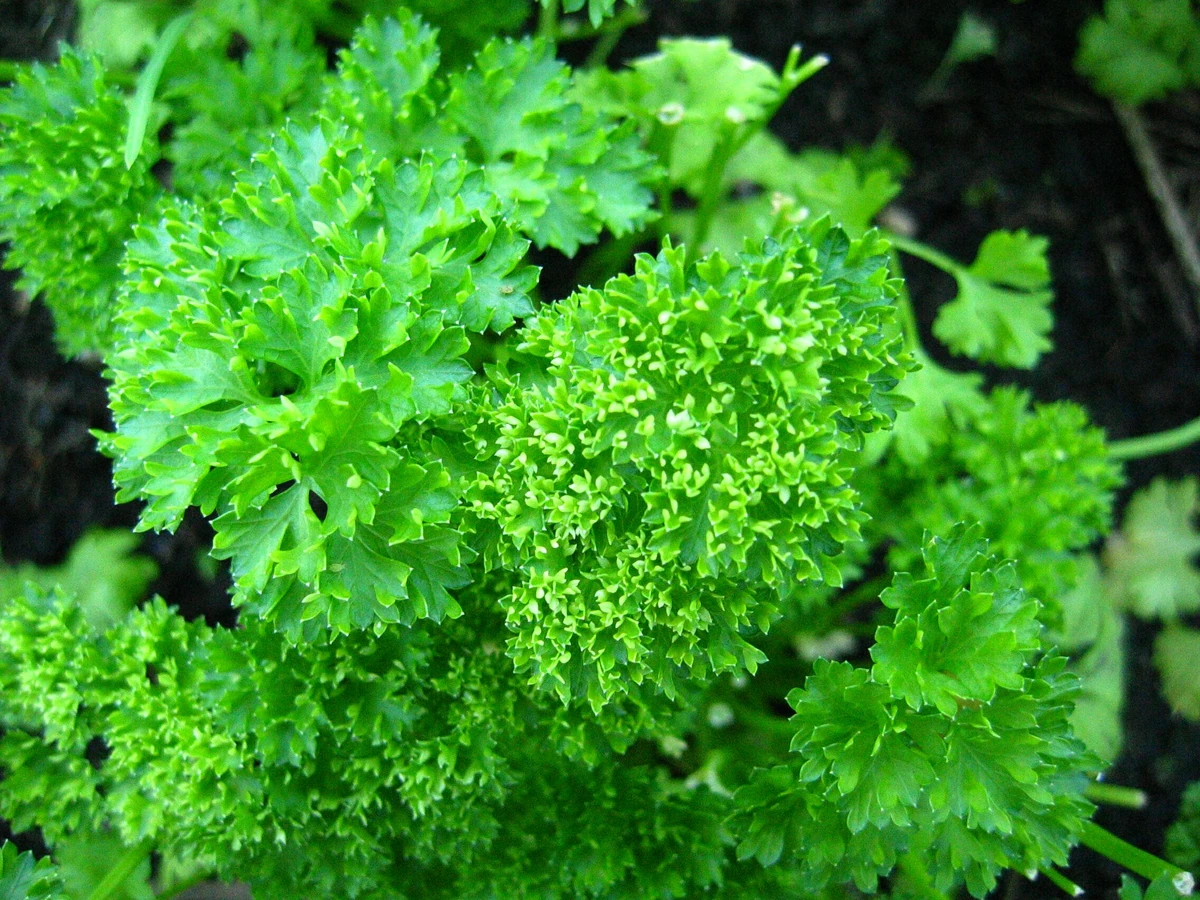 Curled leaf parsley | WikiGardener | Fandom