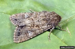 Cabbage Moth | WikiGardener | Fandom