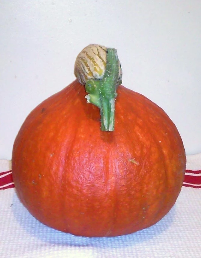 Cucurbita maxima 'Uchiki kuri' | WikiGardener | Fandom