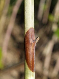 Stem rot | WikiGardener | Fandom