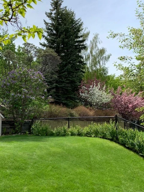 Trees/Shrubs | Gardening in Calgary Wiki | Fandom