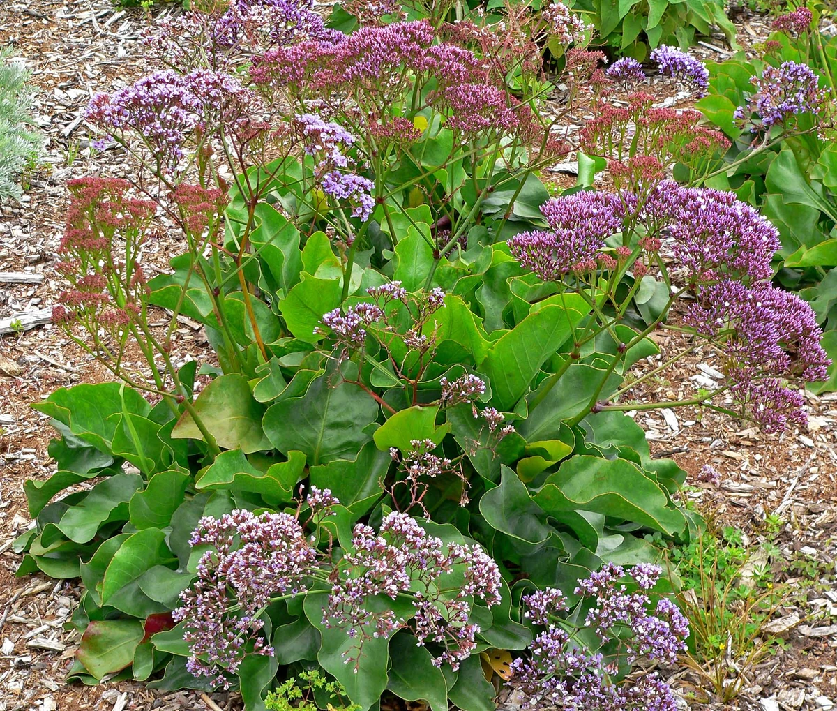 Limonium perezii | Gardening Wiki | Fandom