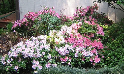 Satsuki Azalea | Gardening Wiki | Fandom