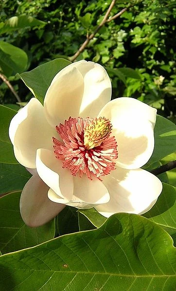 Magnolia | Gardening Wiki | Fandom