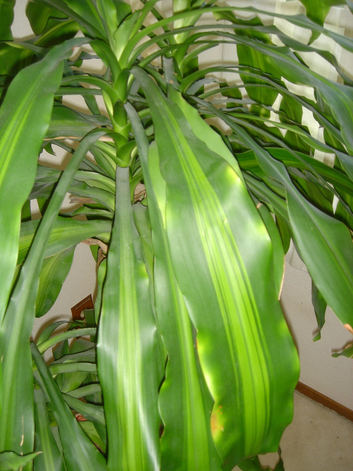 Dracaena massangeana | Gardening Wiki | Fandom