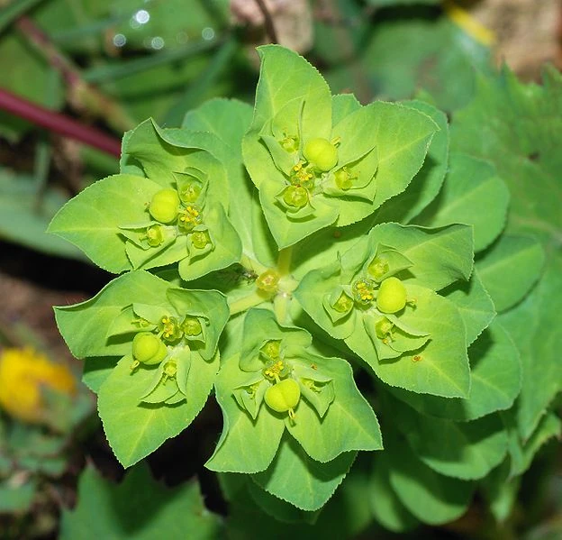 Euphorbia | Gardening Wiki | Fandom