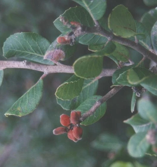 Rhus integrifolia | Gardening Wiki | Fandom