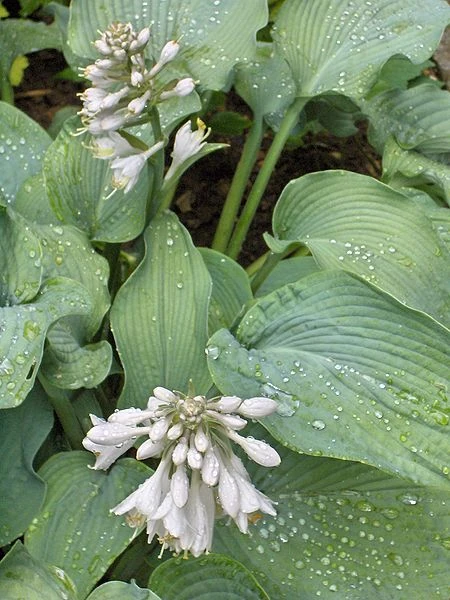 Hosta | Gardening Wiki | Fandom