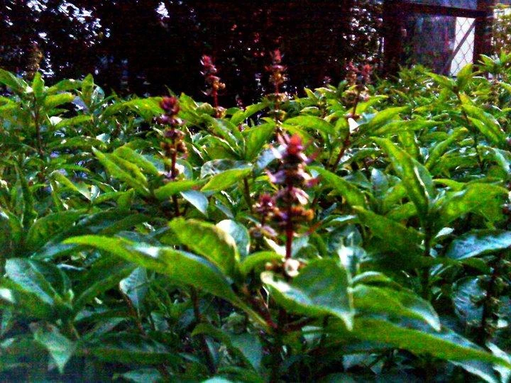 Basil | Gardening Wiki | Fandom