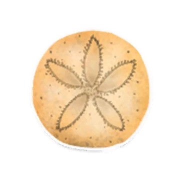 Sand Dollar Png