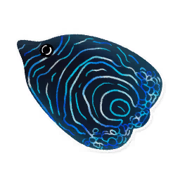 Baby Emperor Angelfish