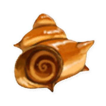Desert Snail Shells