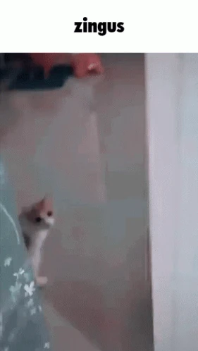 Zingus | Garfcord Wiki | Fandom