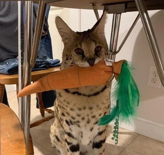 Flobba | Garfcord Wiki | Fandom