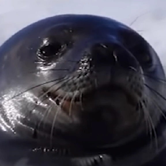 Teal M | Garfcord Wiki | Fandom