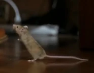 Louis | Garfield Wiki | Fandom