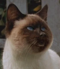 Nermal | Garfield Wiki | Fandom