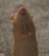 Louis | Garfield Wiki | Fandom