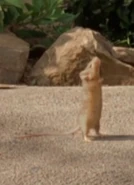 Louis | Garfield Wiki | Fandom