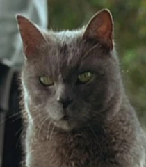 Arlene | Garfield Wiki | Fandom