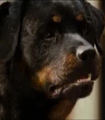 Rommel | Garfield Wiki | Fandom