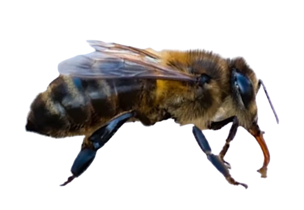 Humble Bee | Garten of Banban Wiki | Fandom