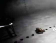 VHS Toad | Garten of Banban Fanon Wiki | Fandom