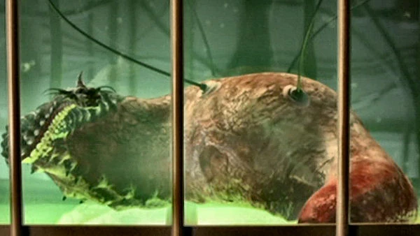 Queen | Gate To The Stars Wiki | Fandom