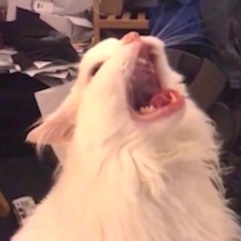 Thurston Waffles Wiki Gatopedia Fandom