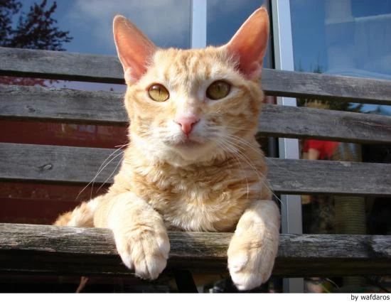 Gato german rex | Wiki Gatopedia | Fandom