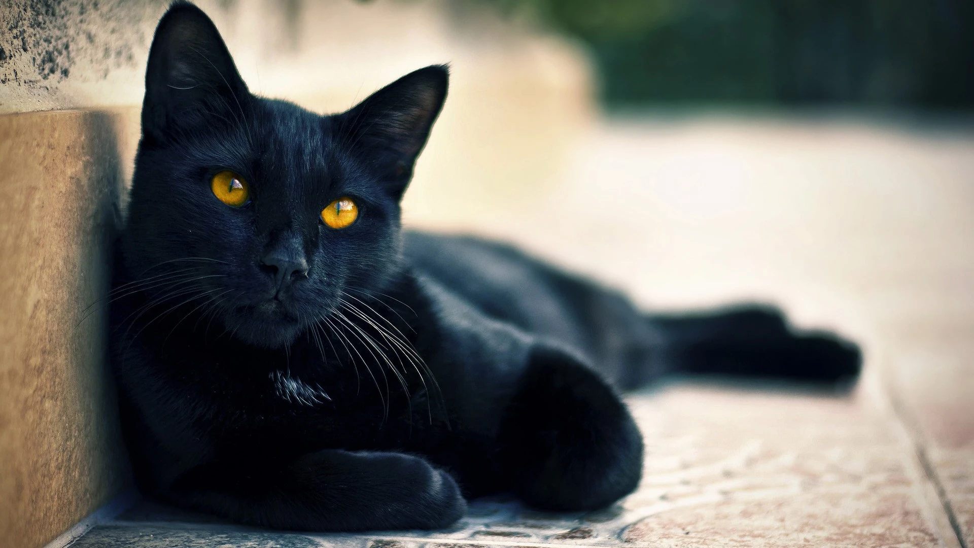 El Gato Negro Definitivo Desenmascarado Mi Gato Negro Volvió A Casa