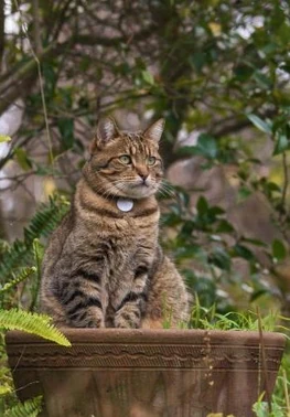 El chip | Wiki Gatopedia | Fandom