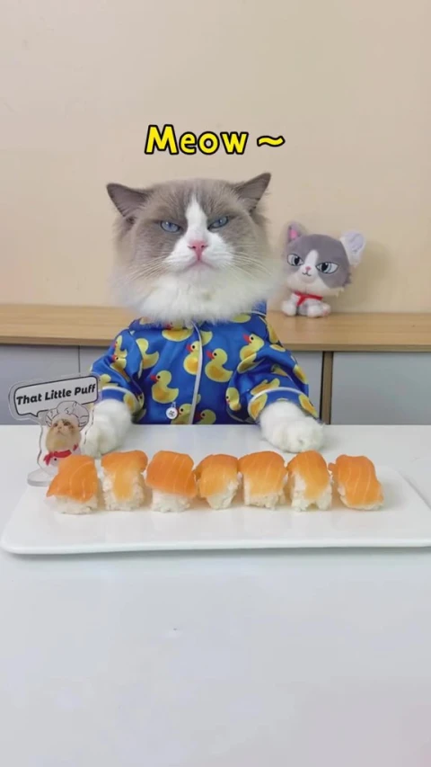 Meow Chef | Wiki Gatopedia | Fandom