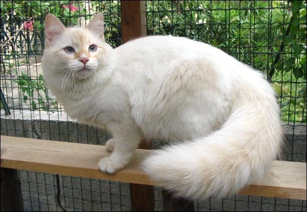 Gato neva masquerade | Wiki Gatopedia | Fandom