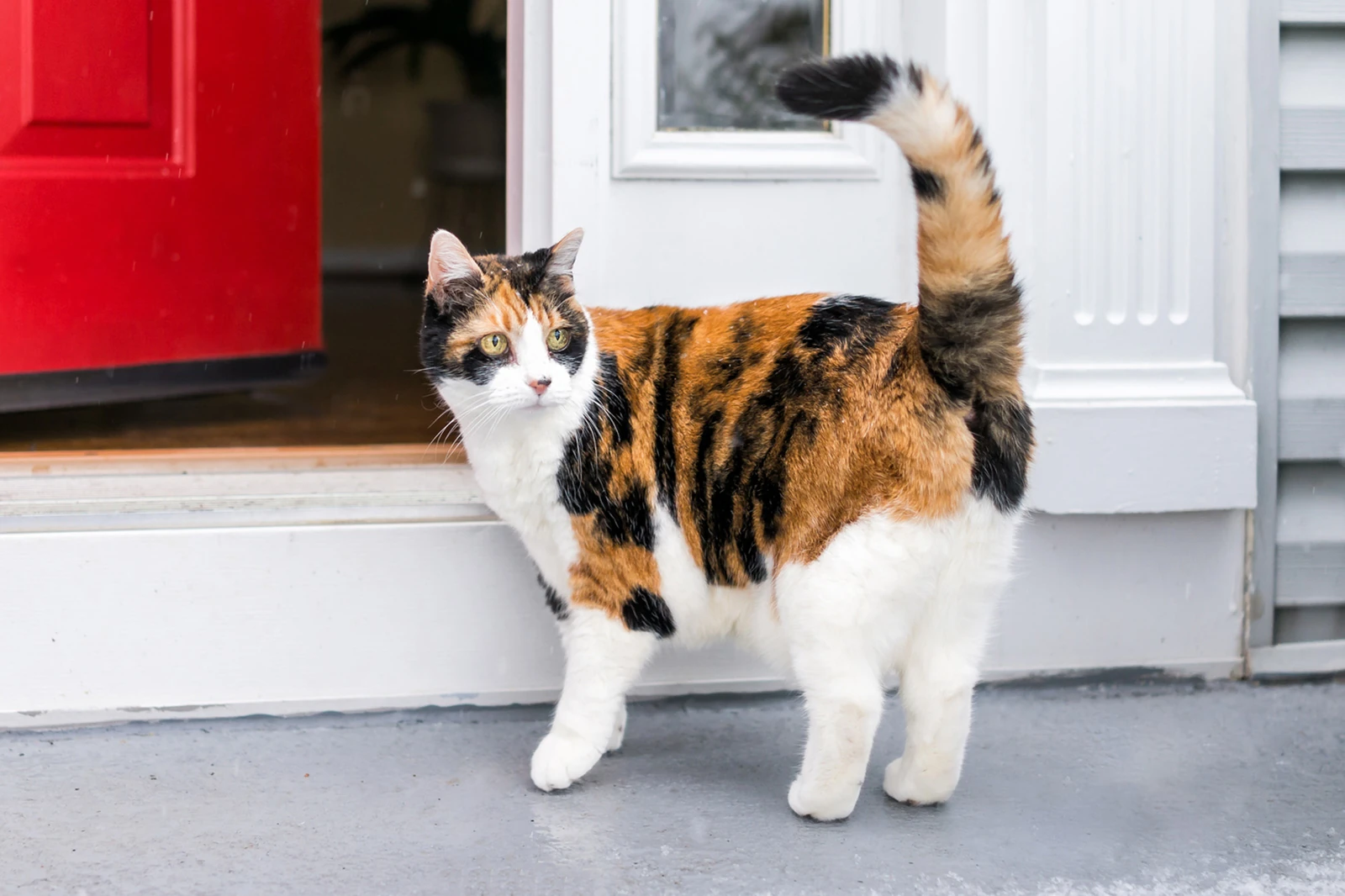 Gata calicó | Wiki Gatopedia | Fandom