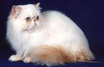 Gato himalayo | Wiki Gatopedia | Fandom