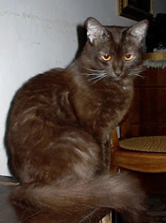 Imagen Gato Hecho De Chocolate Gato Del Chocolate Foto De Archivo.