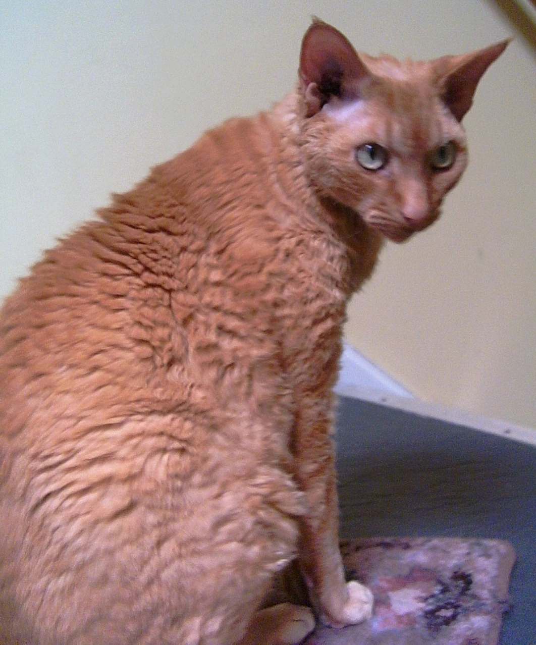 Gato devon rex | Wiki Gatopedia | Fandom