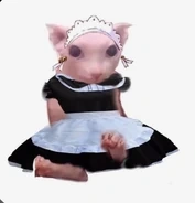 Bingus | Wiki Gatopedia | Fandom