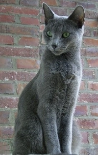 Azul Russo | Wiki Gatopédia | Fandom